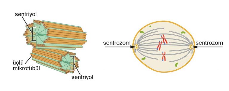 Sentriol Nedir? Özellikleri Nelerdir? Hangi Hücrede Bulunur? » TechWorm
