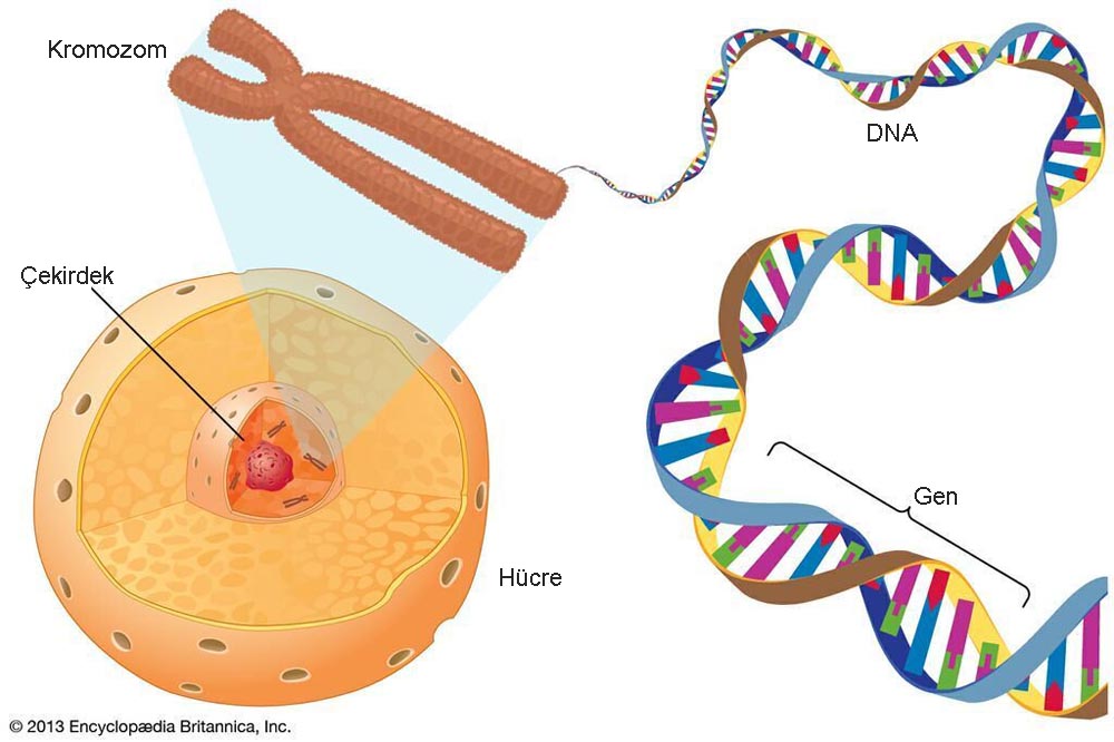 Kromatit Nedir? Özellikleri ve Görevleri Nelerdir? » TechWorm
