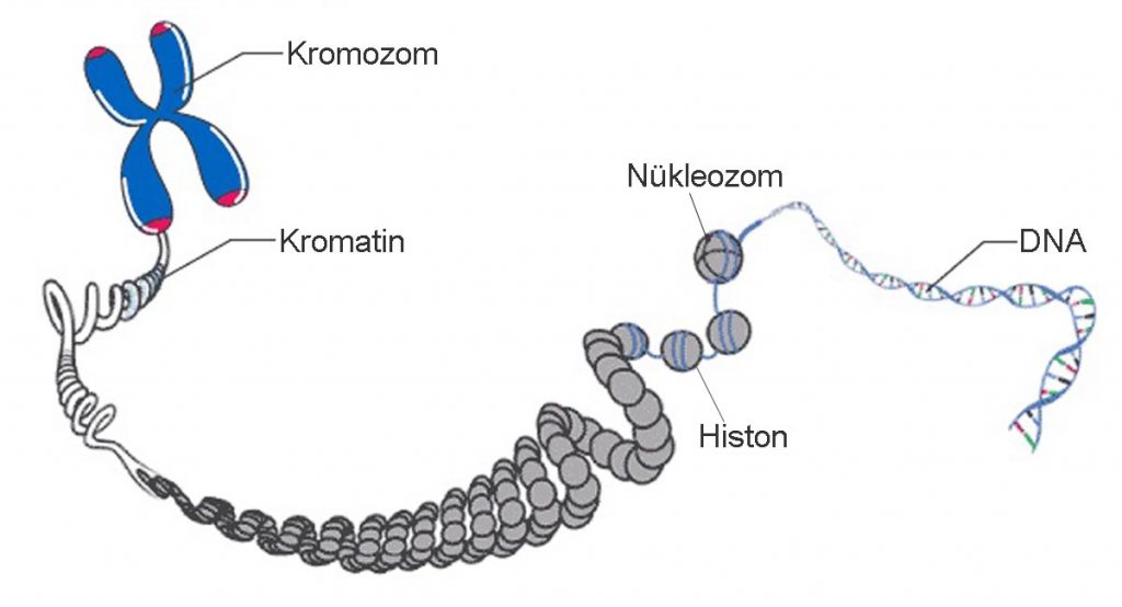 Kromatin Nedir? Görevleri ve Özellikleri Nelerdir? » TechWorm