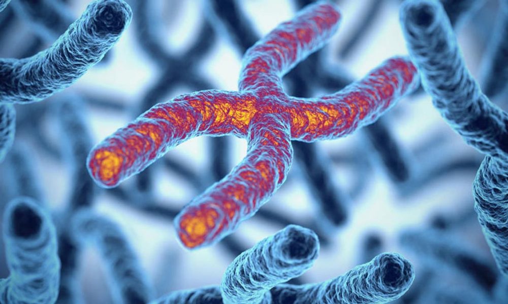Kromatin Nedir? Görevleri ve Özellikleri Nelerdir? » TechWorm